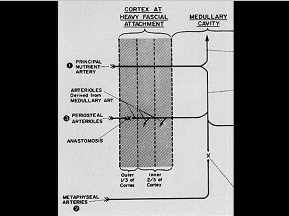 Bone Circulation - Basic Science - Orthobullets